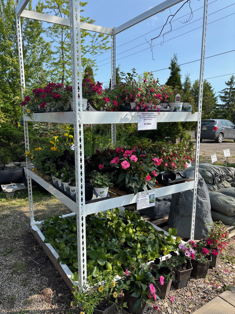 Annual Garden Plants – The Bloomin Bog Water Gardens